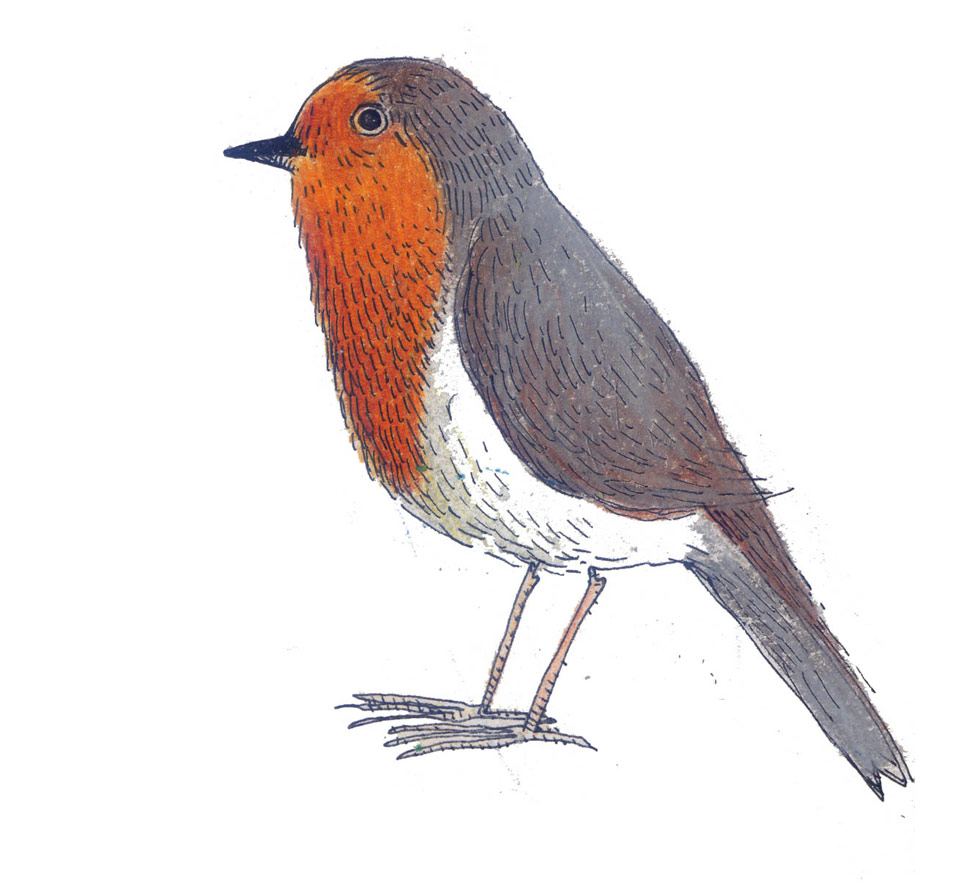 Cosa osservare nel nostro birdgarden | Lipu ODV